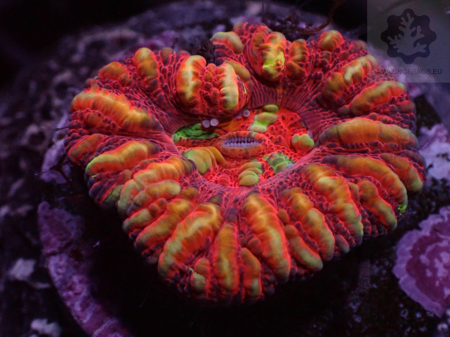 Doughnut Corals (Scolymia sp.) – Aquarium Gallery