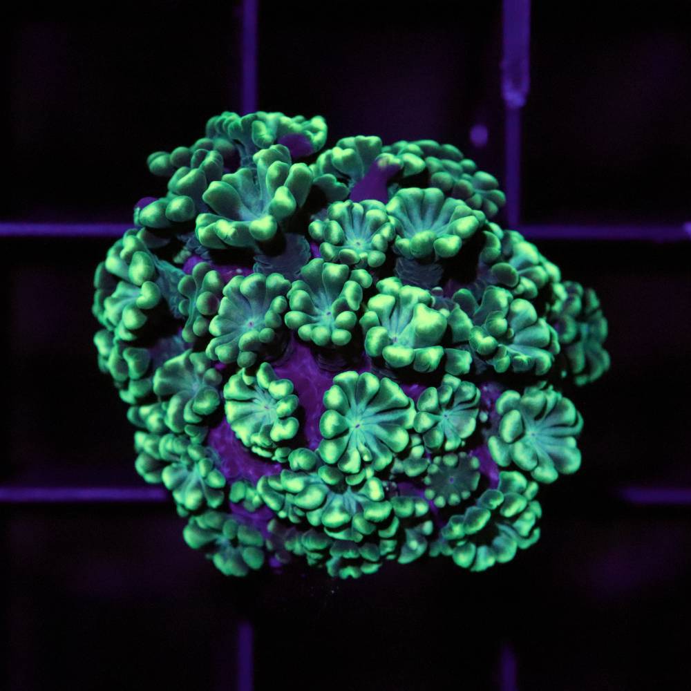 Flower Pot Corals (Goniopora, Alveopora, Bernardpora sp.) – Aquarium ...