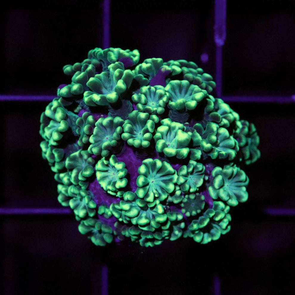 Flower Pot Corals (Goniopora, Alveopora, Bernardpora sp.) – Aquarium ...
