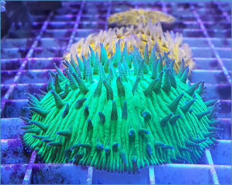 Disk Corals (Fungia/Heliofungia/Herpolitha sp.) – Aquarium Gallery