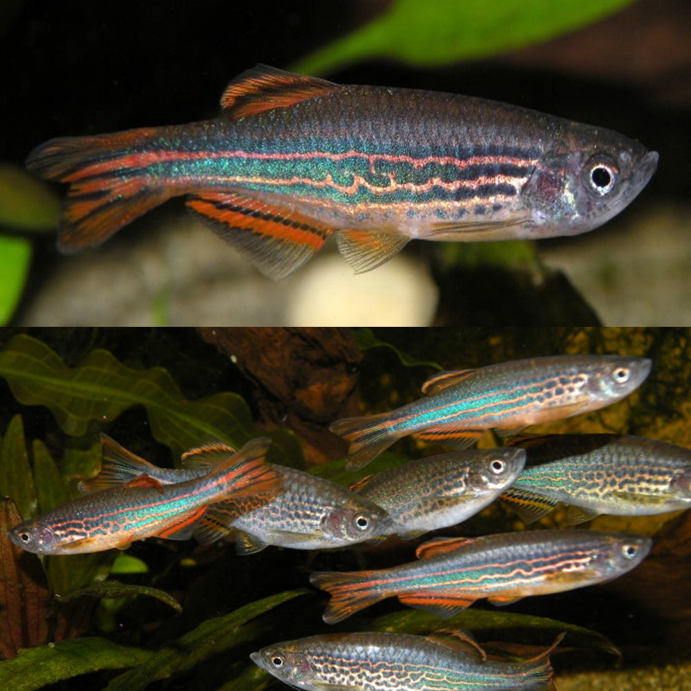 Danio - Zebra (Danio rerio) - Various – Aquarium Gallery