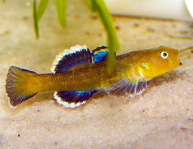 Goby - Desert (Chlamydogobius eremius) – Aquarium Gallery
