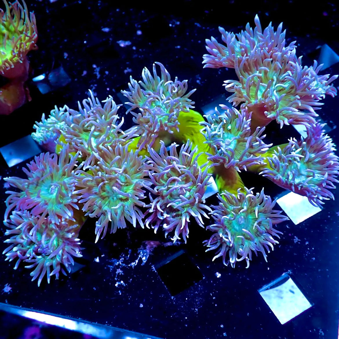 Daisy Duncan (Duncanopsammia sp.) – Aquarium Gallery