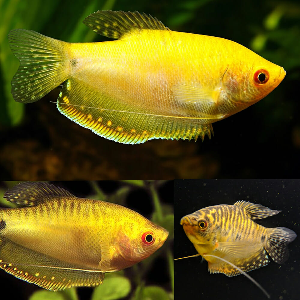 Freshwater Gourami – Aquarium Gallery