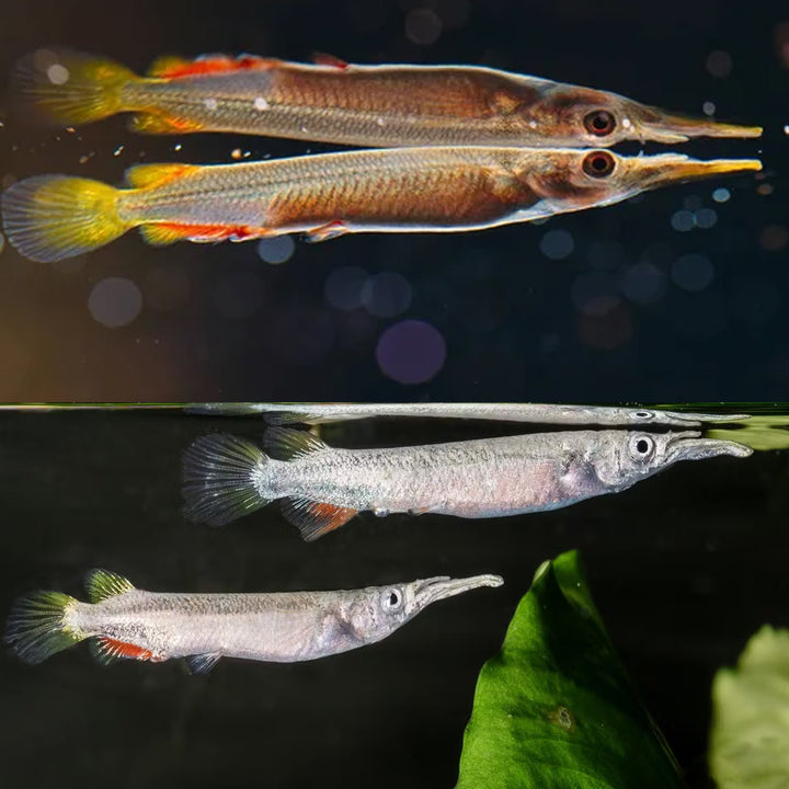 Miscellaneous Freshwater Fish – Aquarium Gallery