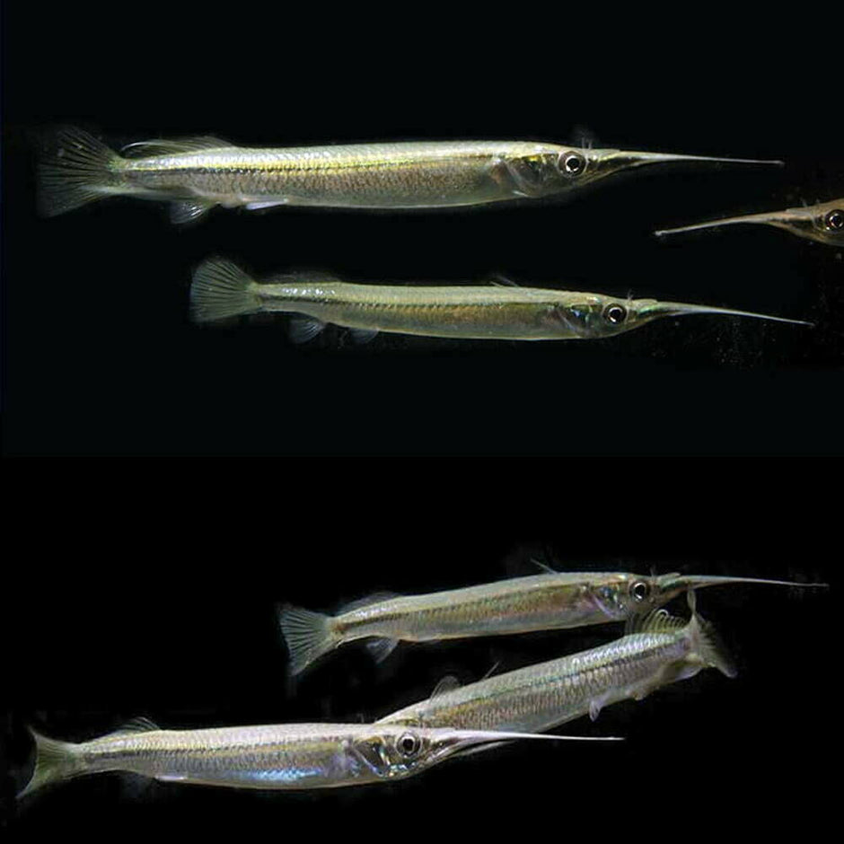 Miscellaneous Freshwater Fish – Aquarium Gallery