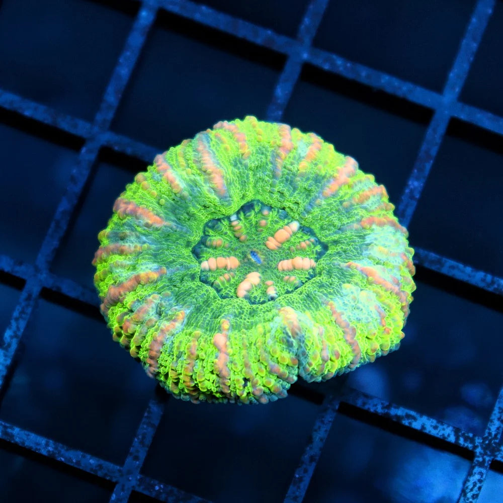 Doughnut Corals (Scolymia sp.) – Aquarium Gallery