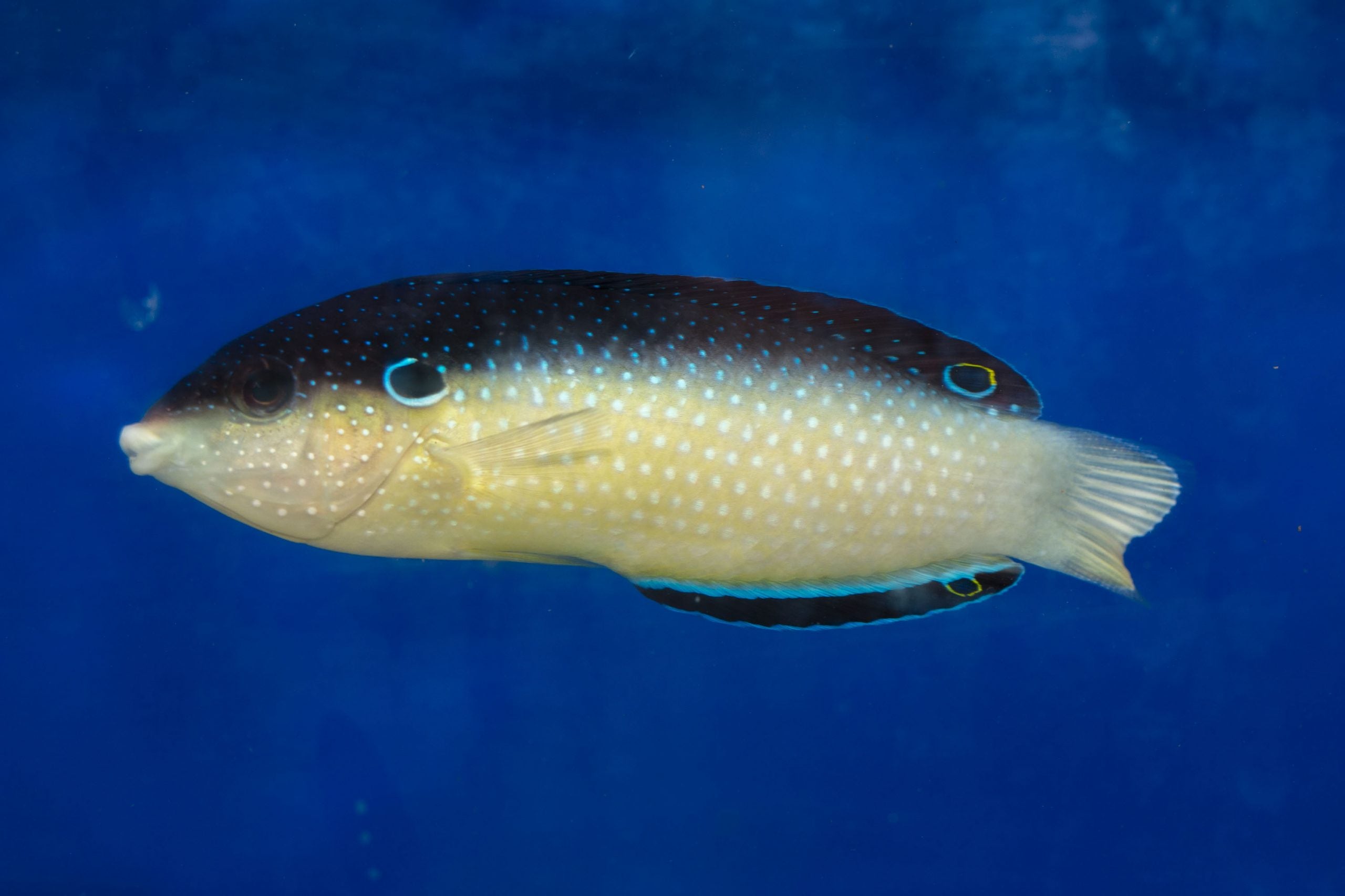 Wrasse - New Guinea (Anampses neoguinaicus) – Aquarium Gallery
