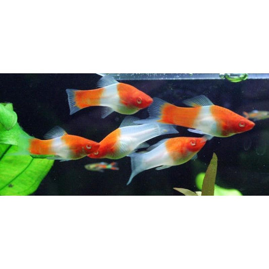 Freshwater Swordtail – Aquarium Gallery