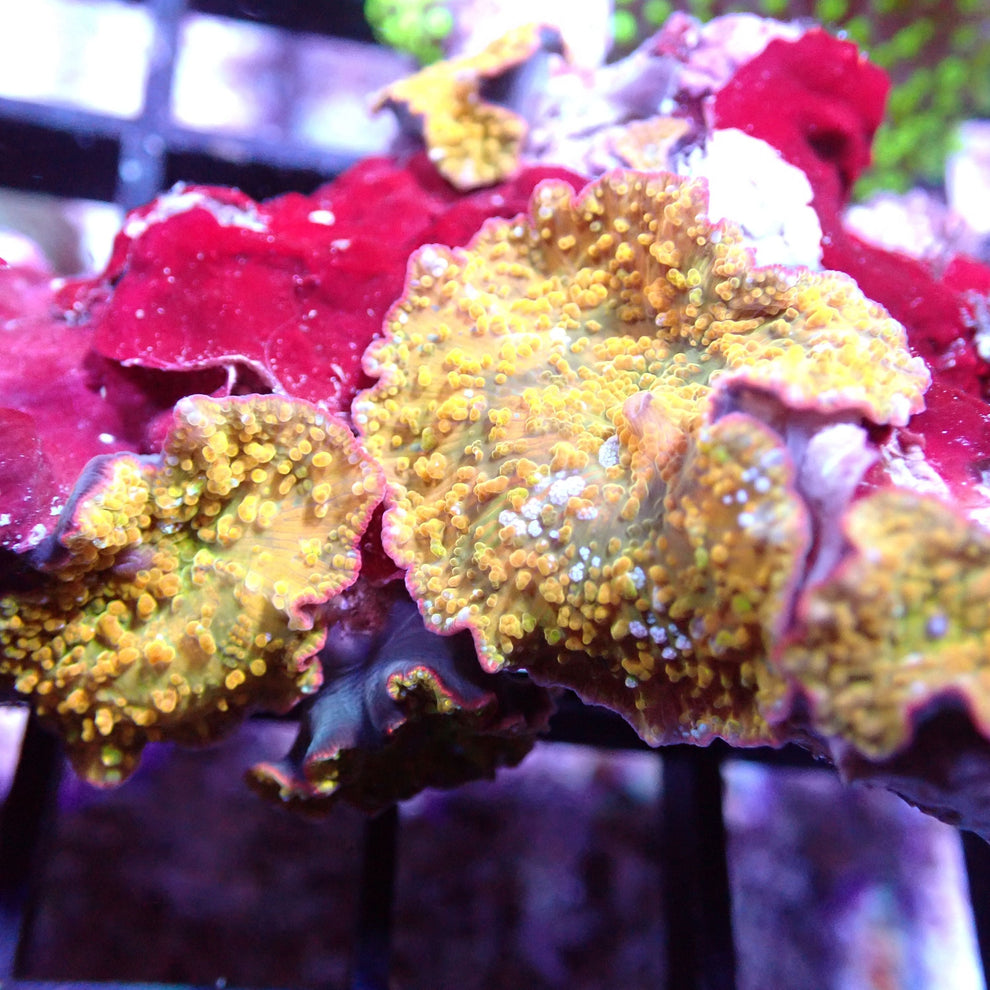 Mushroom Coral Morphs (Discosoma/Rhodactis/Ricordea sp.) – Aquarium Gallery
