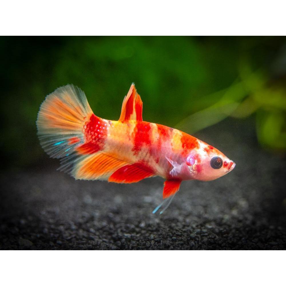 Betta PKHM Nemo Male – Aquarium Gallery