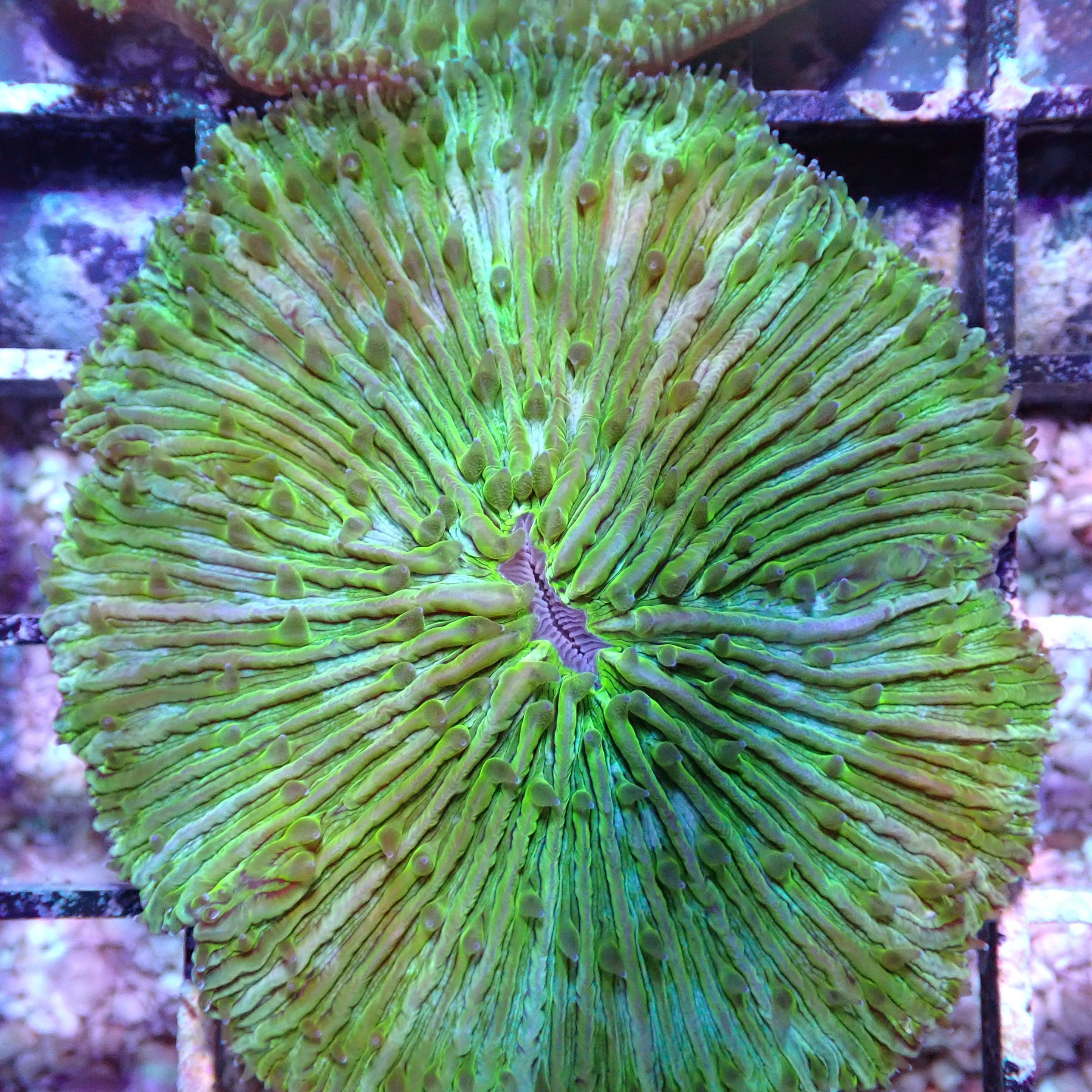 Disk Corals (Fungia/Heliofungia/Herpolitha sp.) – Aquarium Gallery