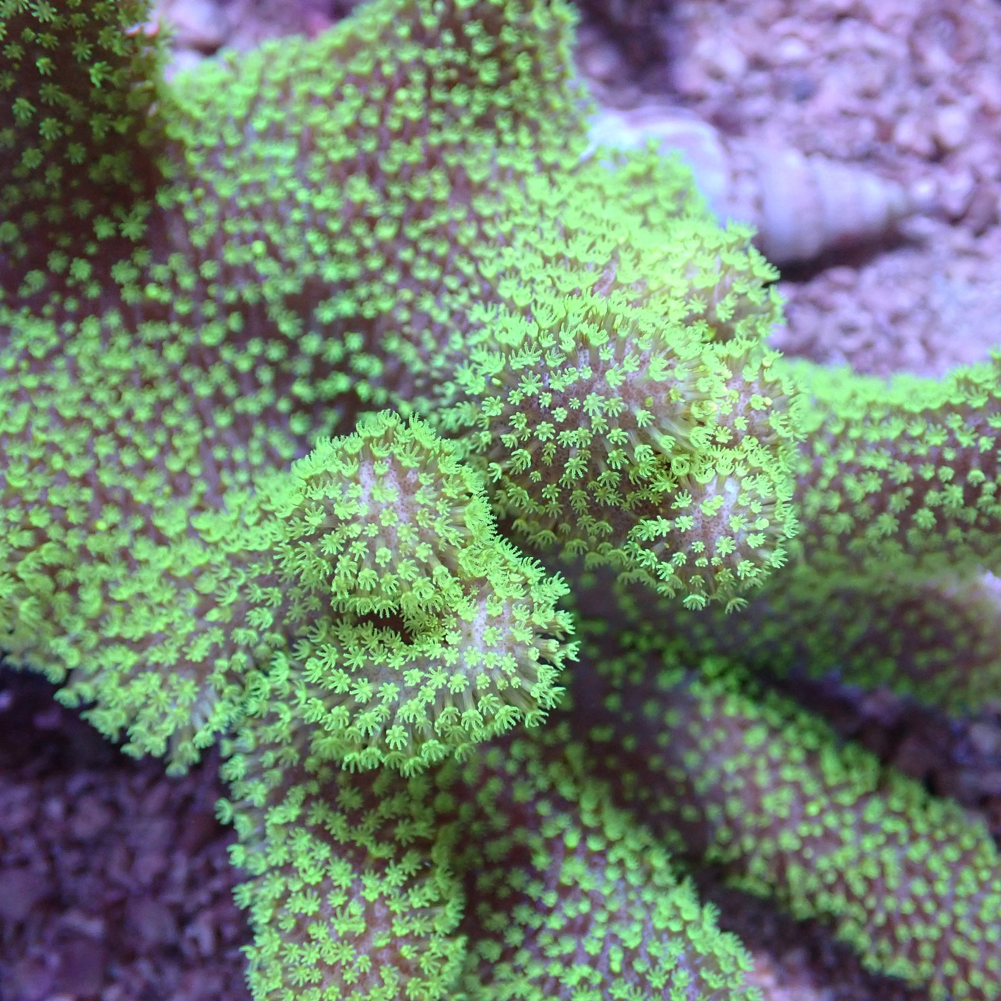 Leather Corals (Lobophytum, Sarcophyton sp.) – Aquarium Gallery