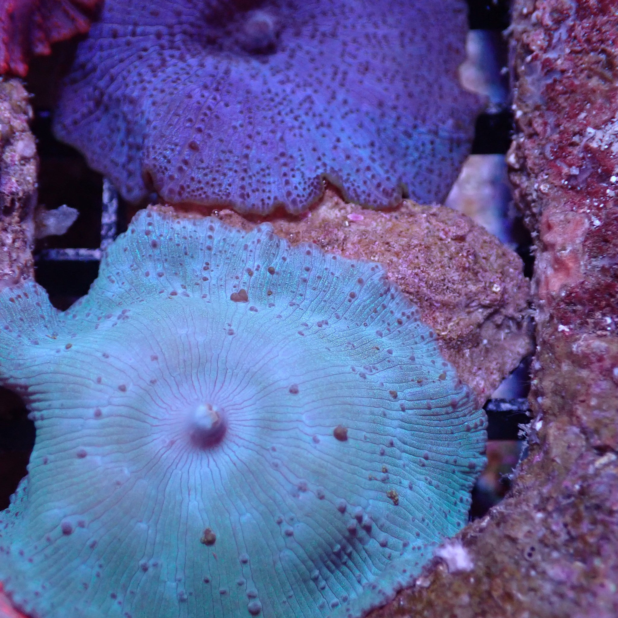 Morph Corals (Discosoma/Rhodactis/Ricordea sp.) – Aquarium Gallery