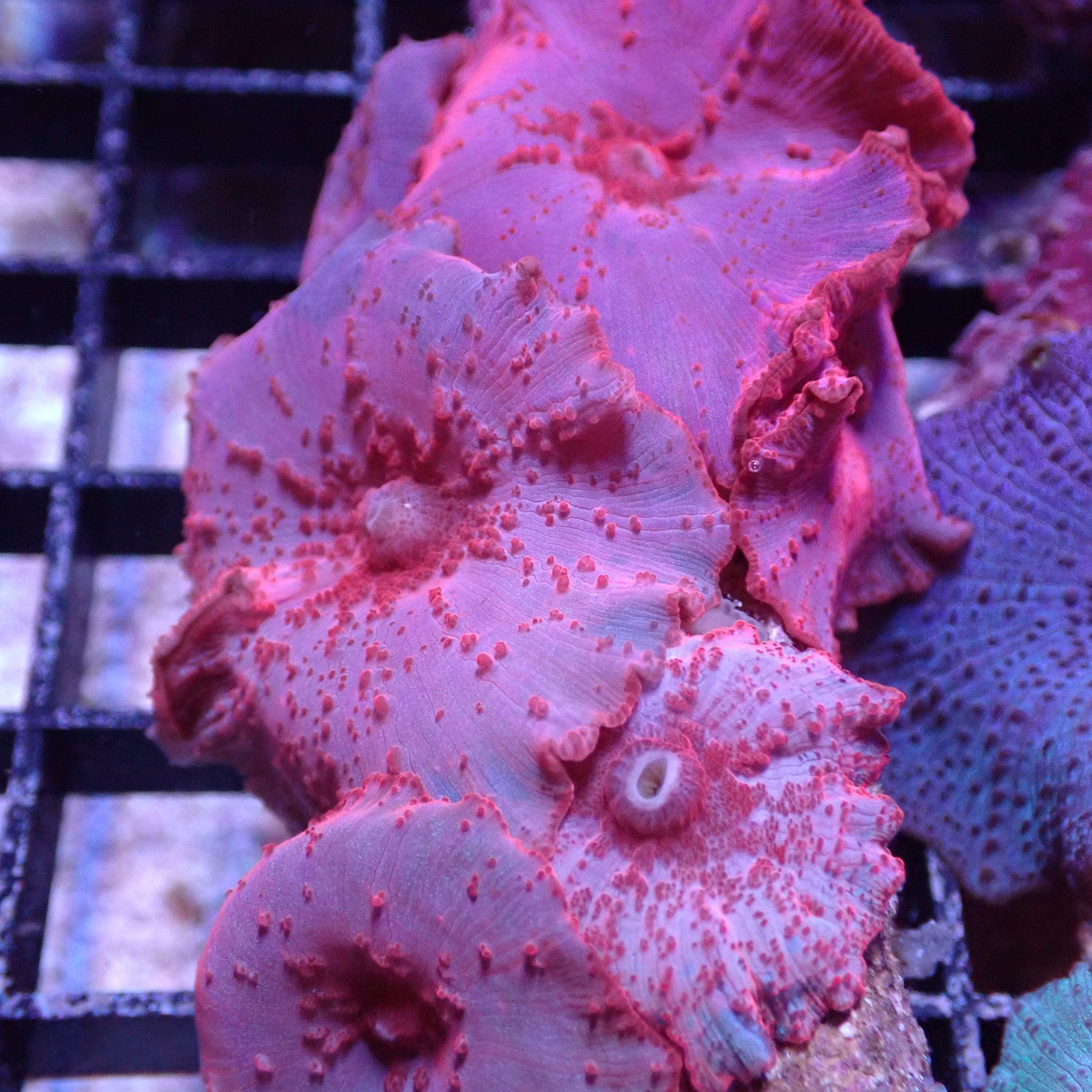 Mushroom Coral Morphs (Discosoma/Rhodactis/Ricordea sp.) – Aquarium Gallery
