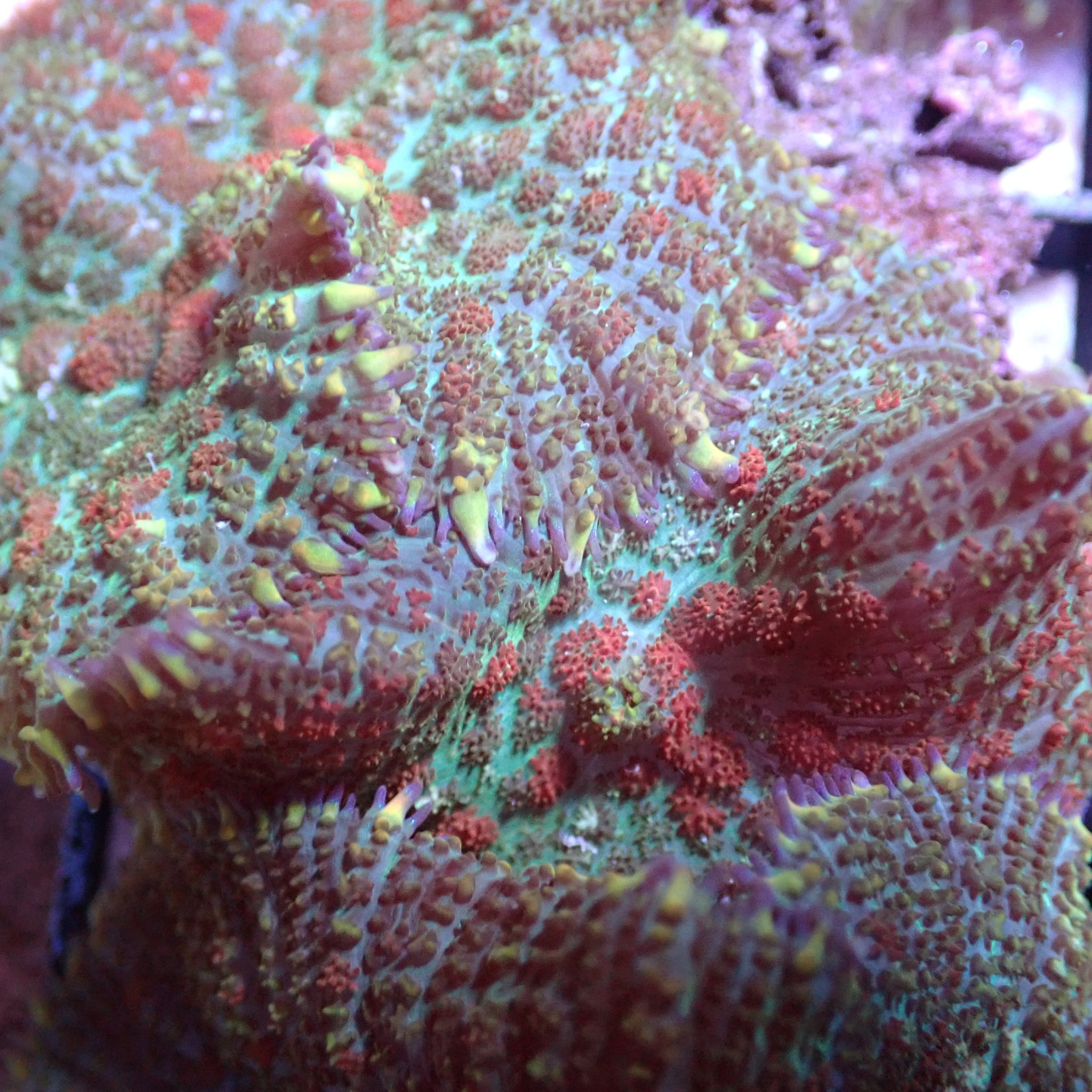 Morph Corals (Discosoma/Rhodactis/Ricordea sp.) – Aquarium Gallery
