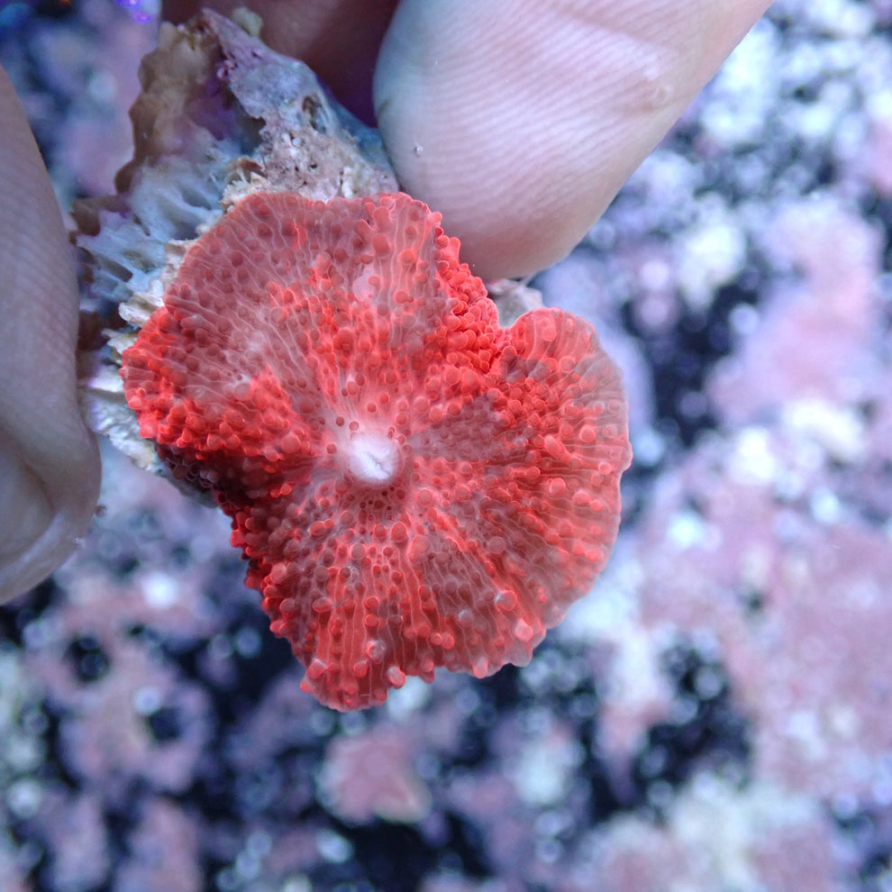 Mushroom Coral Morphs (Discosoma/Rhodactis/Ricordea sp.) – Aquarium Gallery