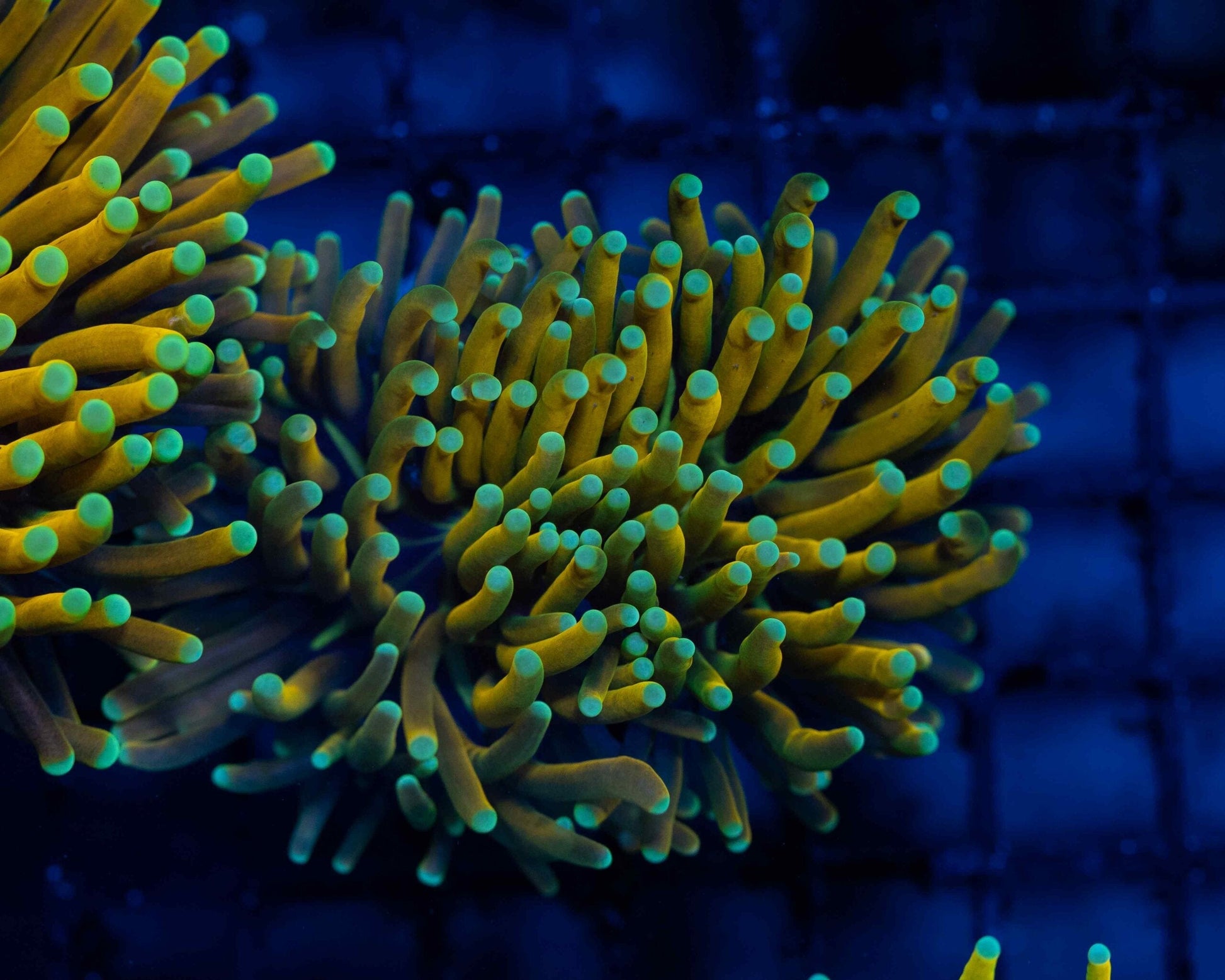 Torch Corals (Euphyllia sp.) – Aquarium Gallery