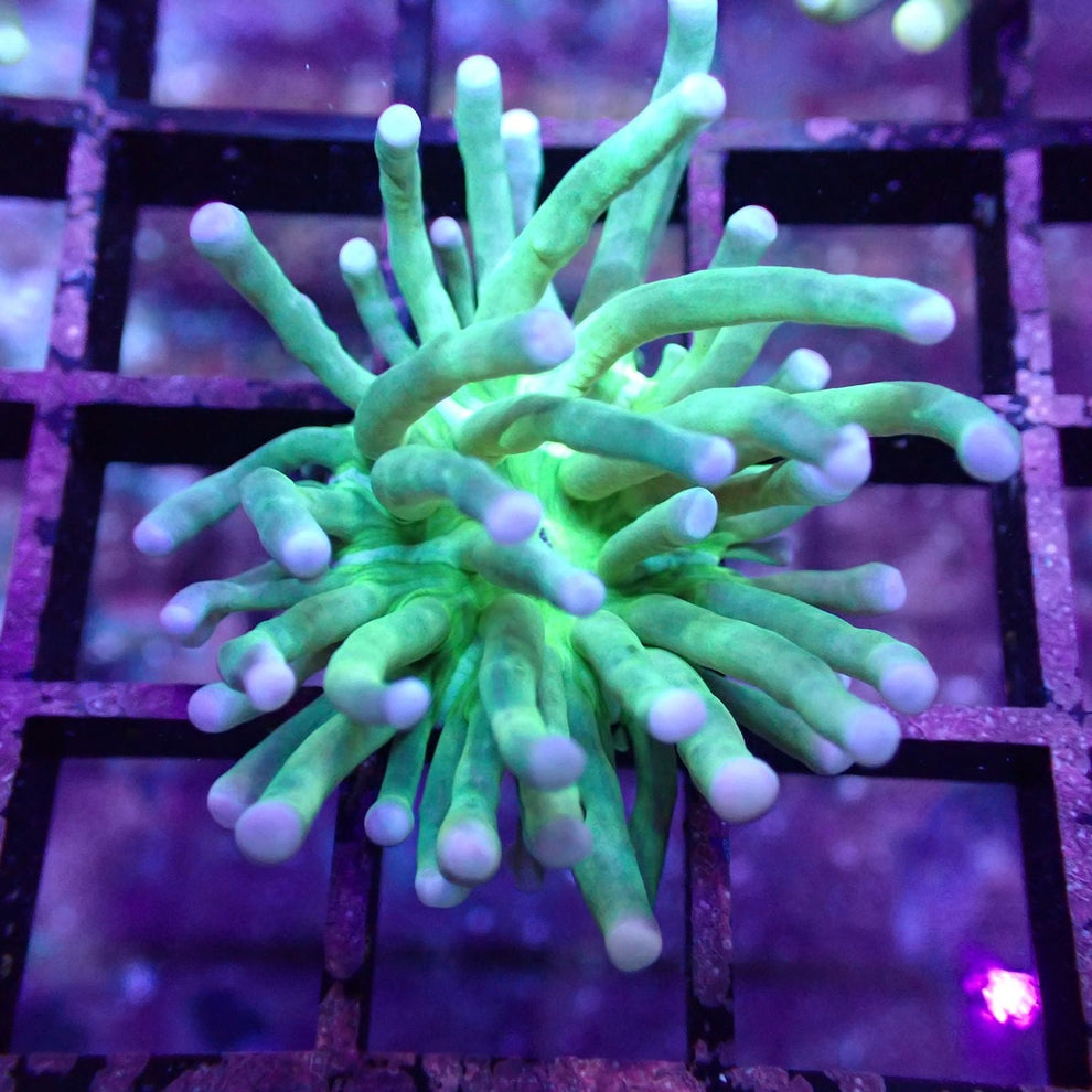 Disk Corals (Fungia/Heliofungia/Herpolitha sp.) – Aquarium Gallery