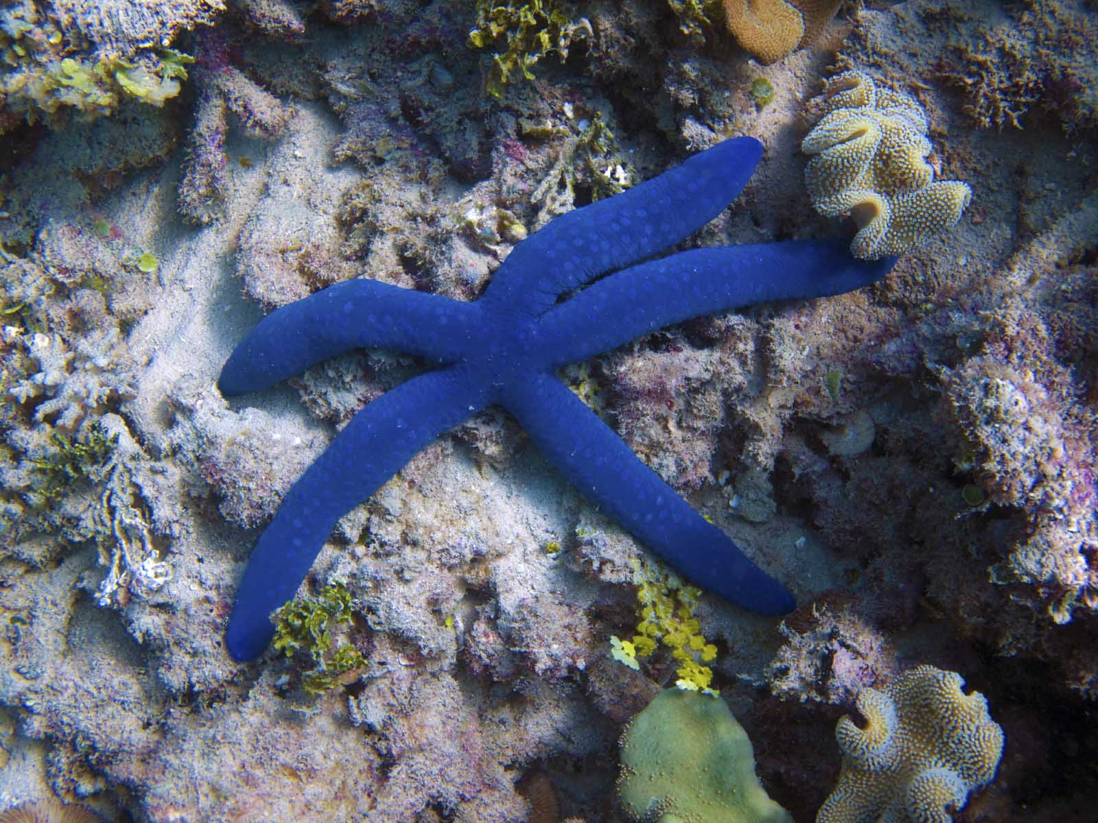 Sea Star / Starfish – Aquarium Gallery