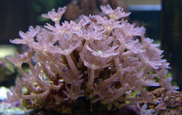 Clove Polyps (Clavularia sp.) – Aquarium Gallery