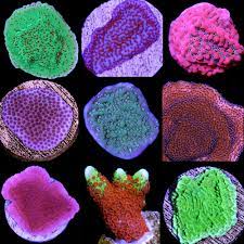 Montipora spp. – Aquarium Gallery