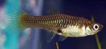 Endler Neon Tuxedo M/F – Aquarium Gallery