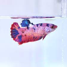 Betta (Siamese Fighting Fish) – Aquarium Gallery
