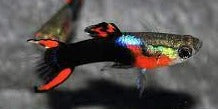 Endler Neon Tuxedo M/F – Aquarium Gallery