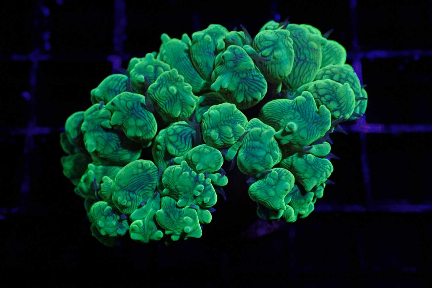 Bubble Corals (Plerogyra sp.) – Aquarium Gallery