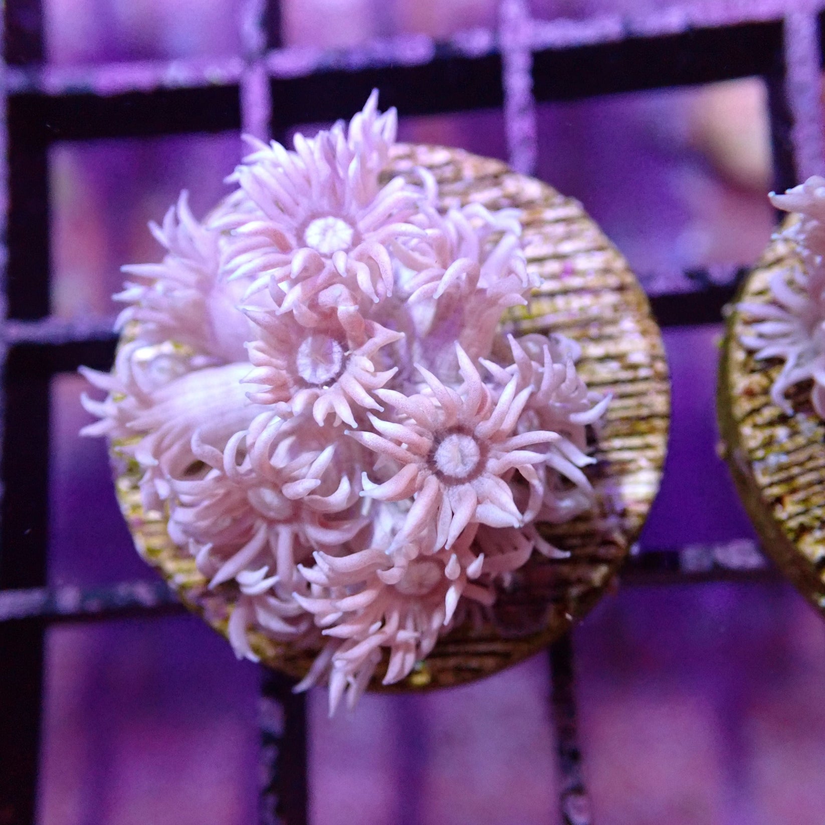 Flower Pot Corals (Goniopora, Alveopora, Bernardpora sp.) – Aquarium ...