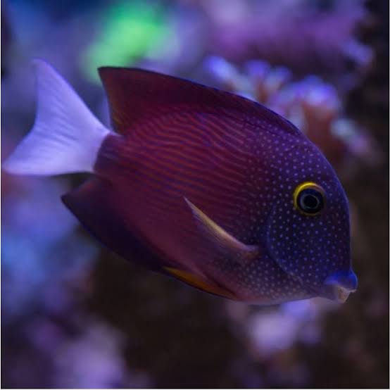 Tang/Bristletooth White Tail-Yellow Eye Kole – Aquarium Gallery