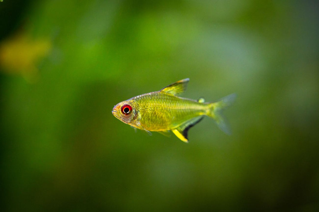 Freshwater Tetra – Aquarium Gallery