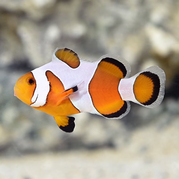 Marine Clownfish – Aquarium Gallery