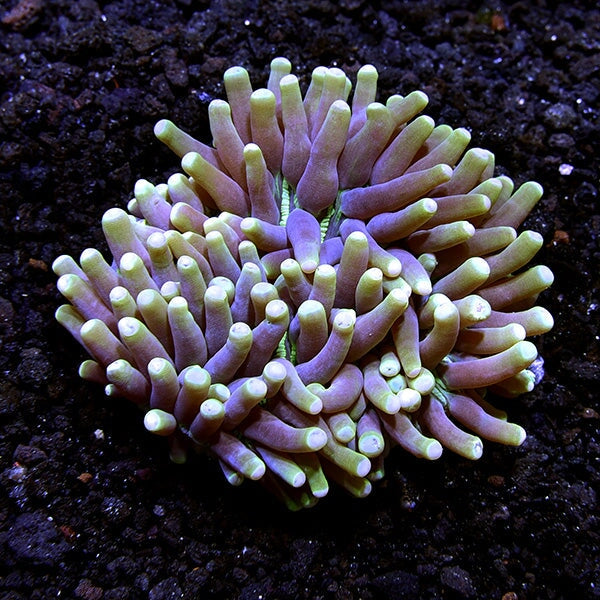 Disk Corals (Fungia/Heliofungia/Herpolitha sp.) – Aquarium Gallery