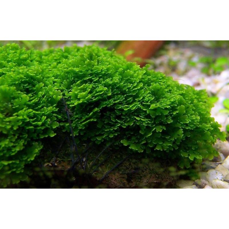 Moss - Mini Pelia/Coral Moss (Riccardia chamedryfolis) "Rare ...