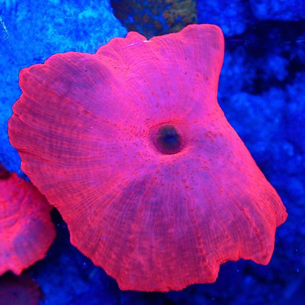 Mushroom Coral Morphs (Discosoma/Rhodactis/Ricordea sp.) – Aquarium Gallery