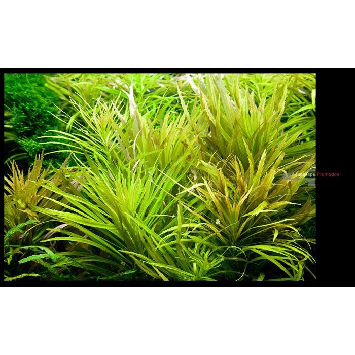 Eustralis stellata – Aquarium Gallery