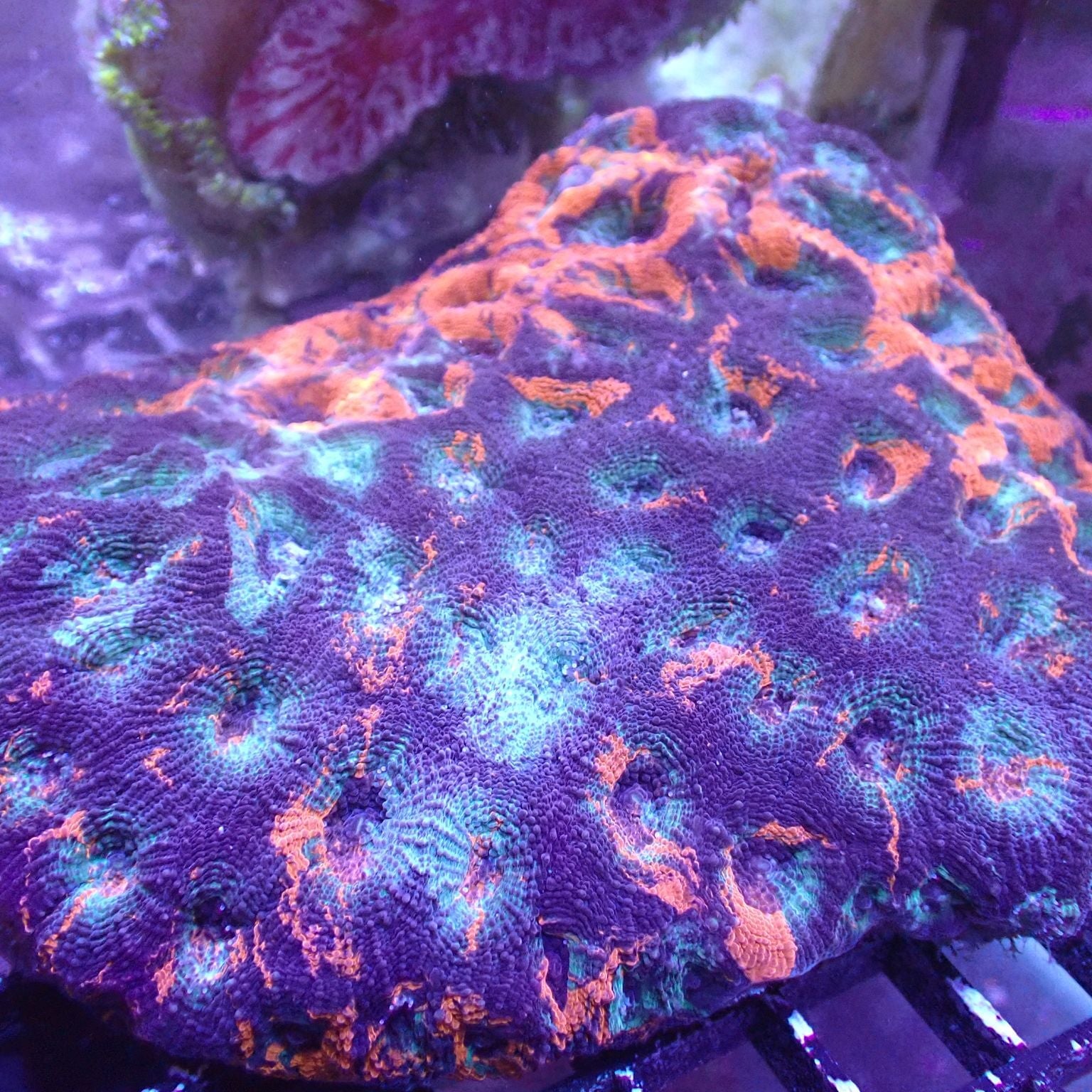 Lps Corals – Aquarium Gallery