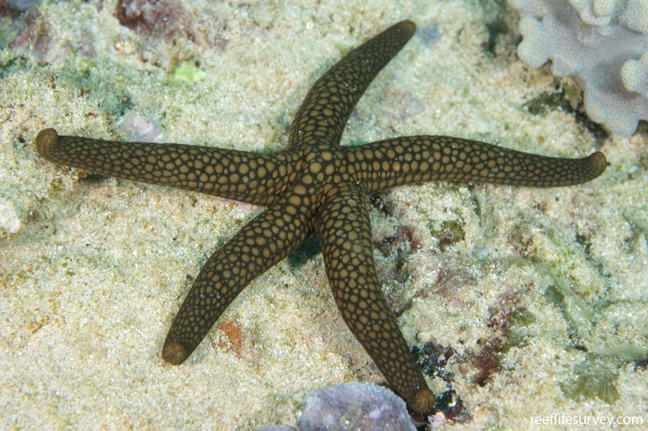 Invertebrates – Aquarium Gallery